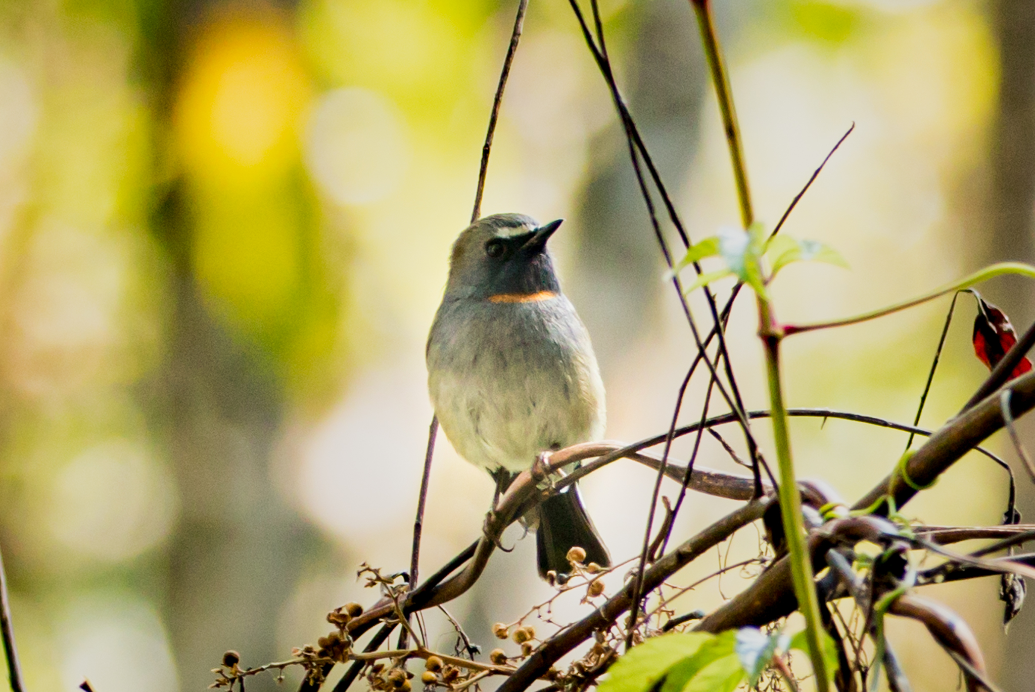 A Softer Head Covering | Great Bird Pics