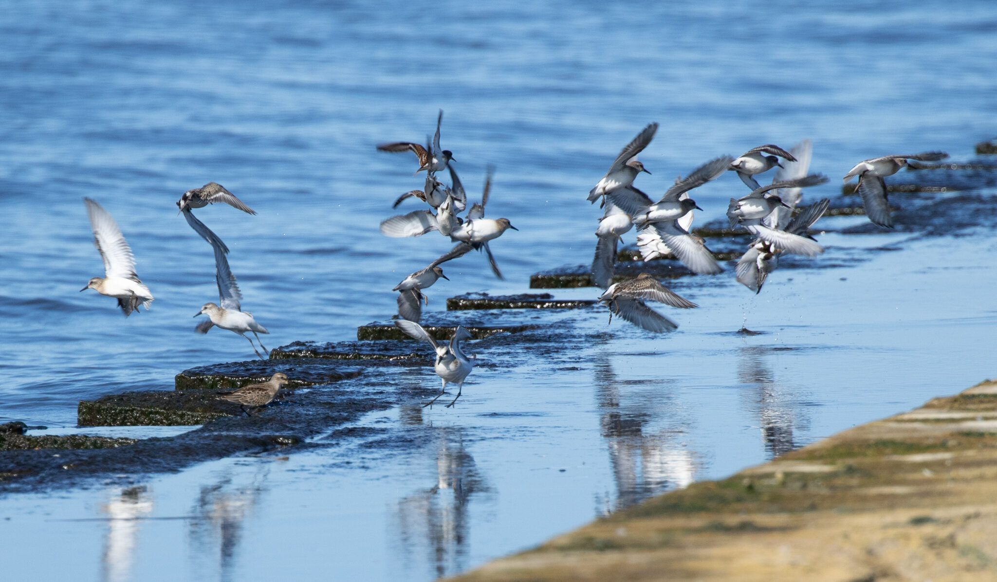 Semipalmated Sandpiper | Great Bird Pics