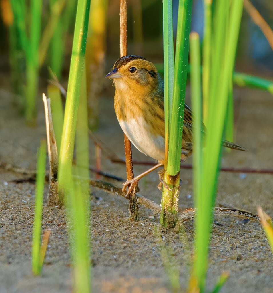 Tough bird to photograph | Great Bird Pics