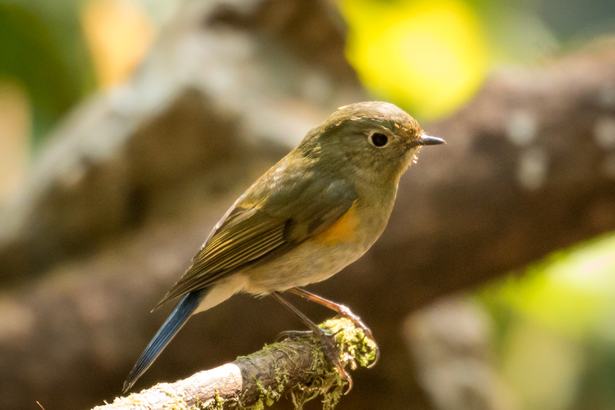 Better View of Blue | Great Bird Pics