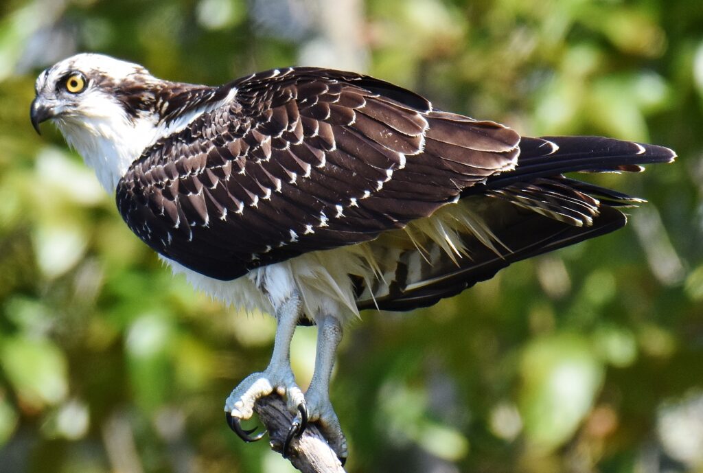 Osprey | Great Bird Pics