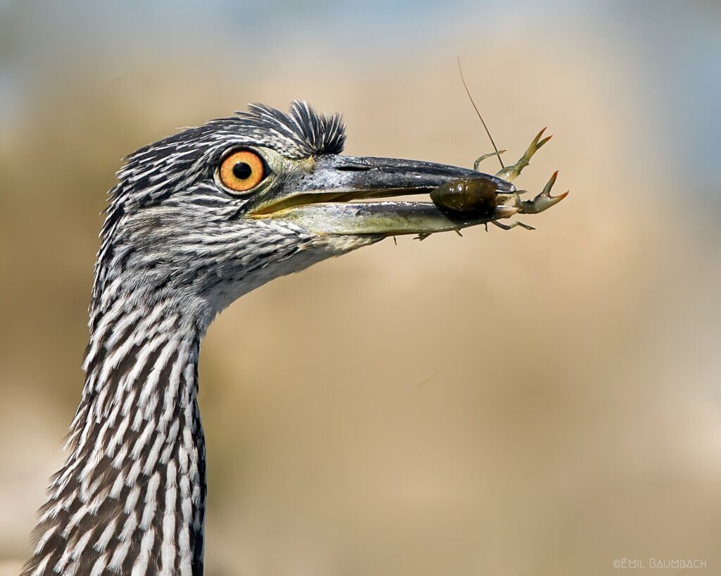 Crunch | Great Bird Pics