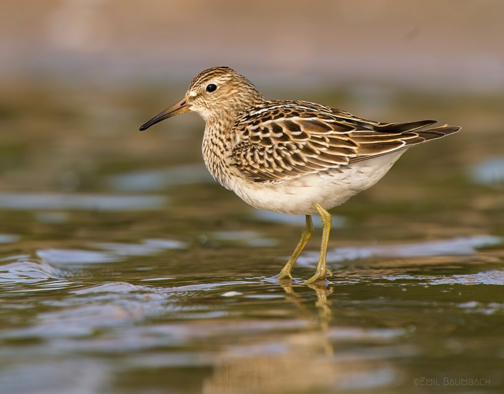Putting on the feedbag. | Great Bird Pics