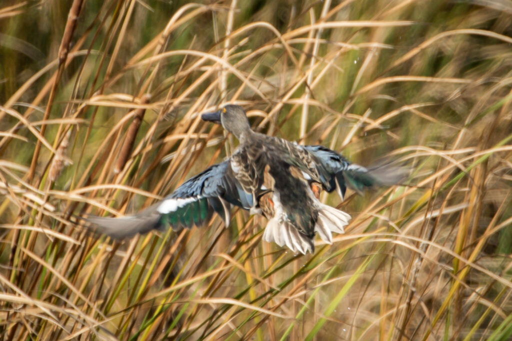 Blue-wing in Flight | Great Bird Pics