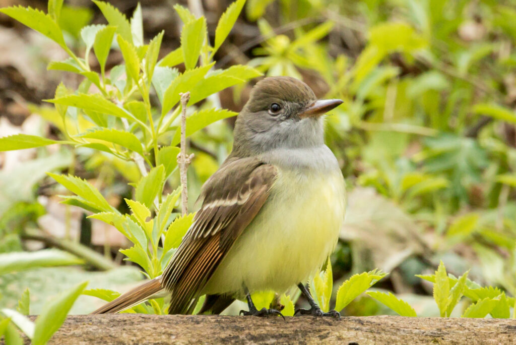 Crest Stands Up | Great Bird Pics