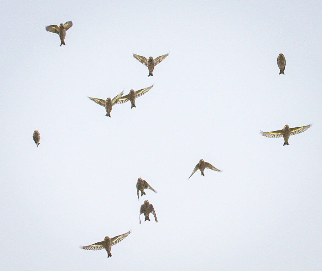 A Flock of Siskins | Great Bird Pics