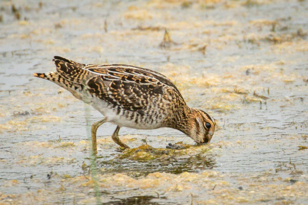 The Probing Beak of a Wilson’s Snipe | Great Bird Pics