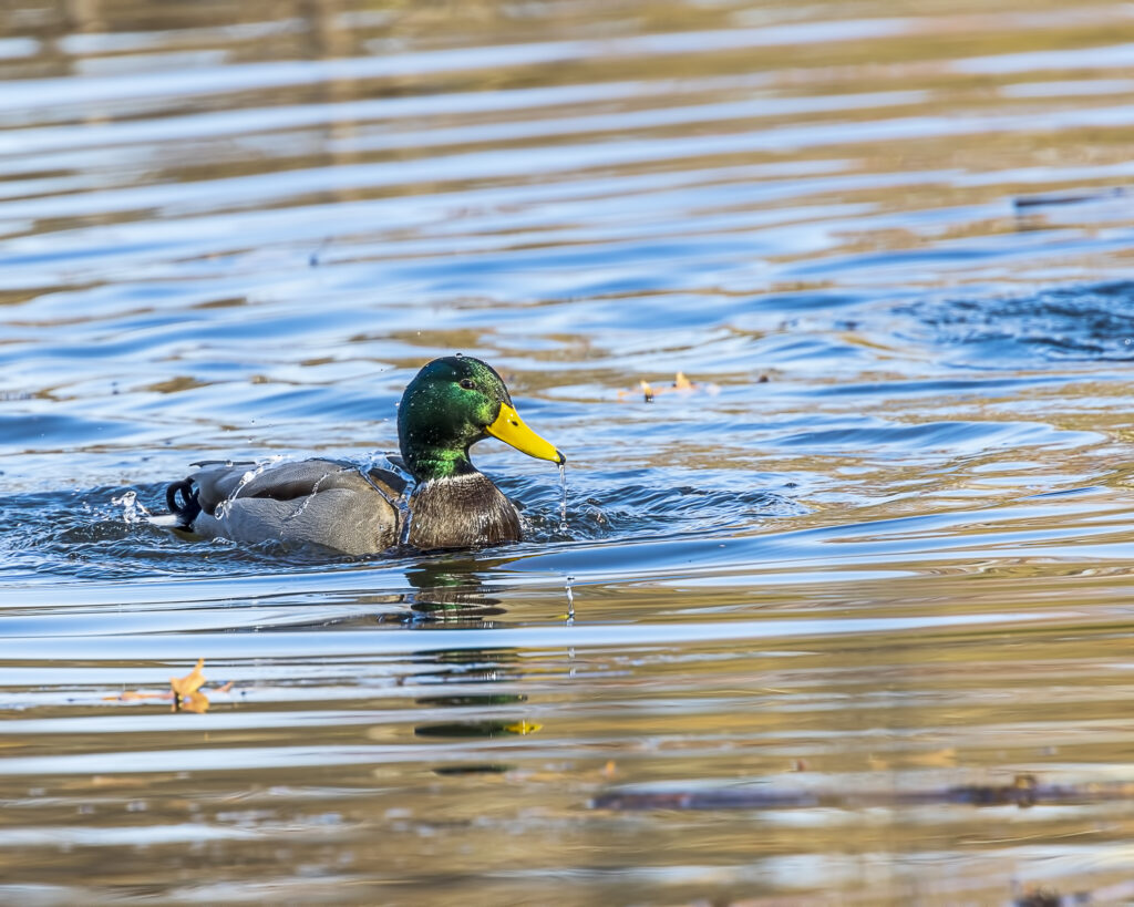 Drake Mallard | Great Bird Pics