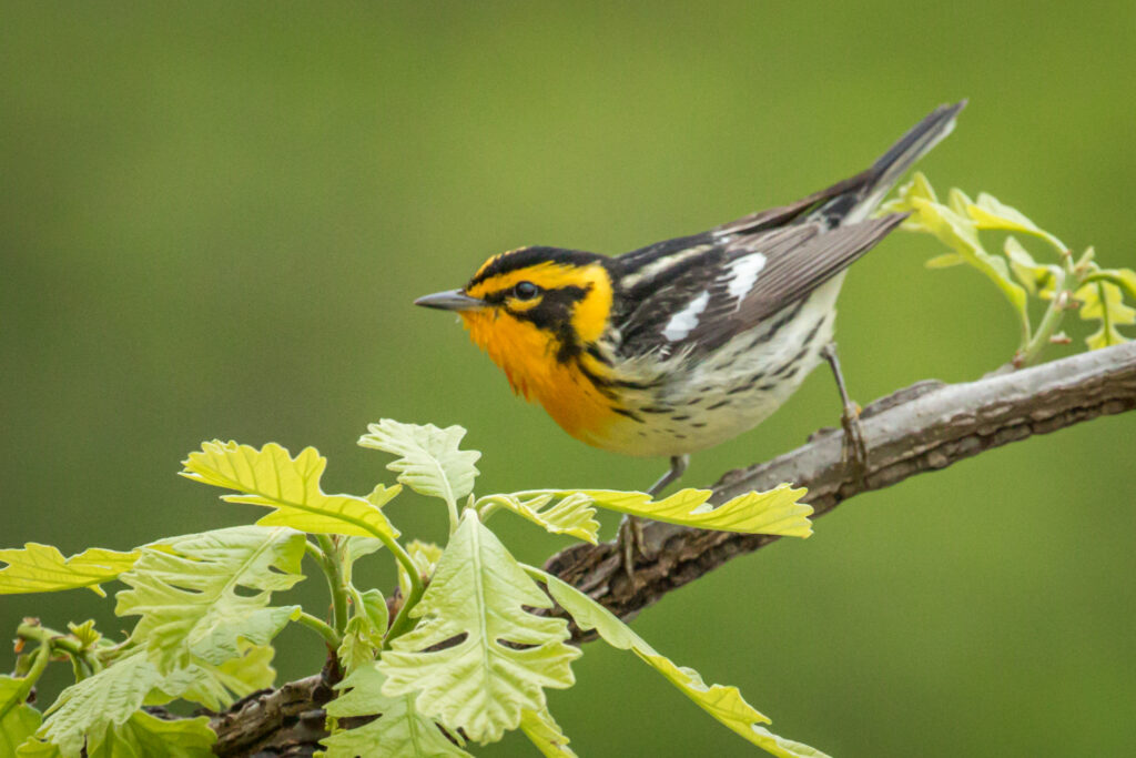 Beautiful Warbler | Great Bird Pics