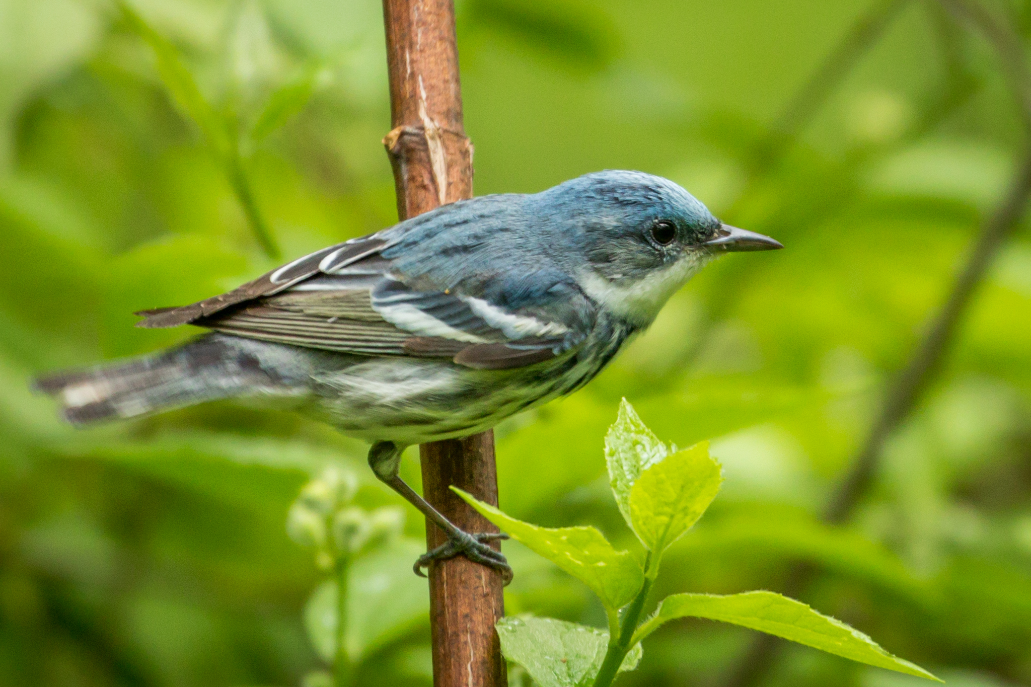 Series of Cerulean.1 | Great Bird Pics