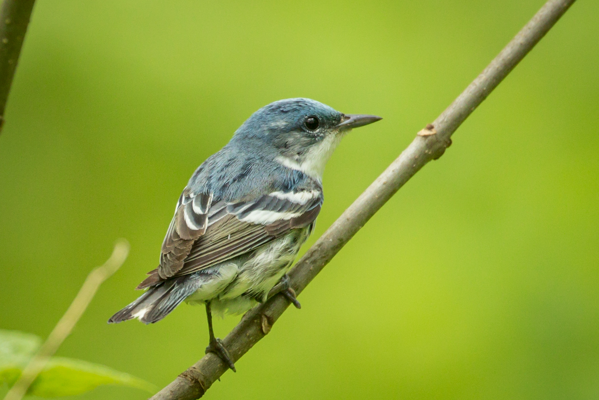 Series of Cerulean.3 | Great Bird Pics