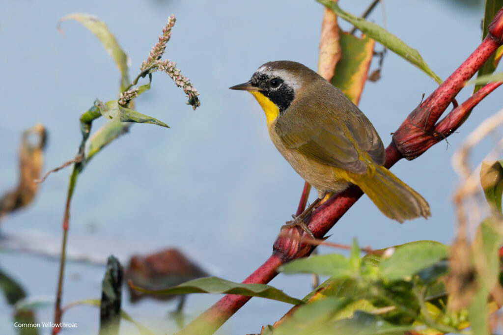 Common Yellowthroat Great Bird Pics