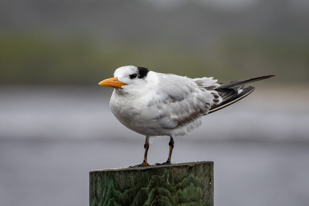 Balding Royal | Great Bird Pics