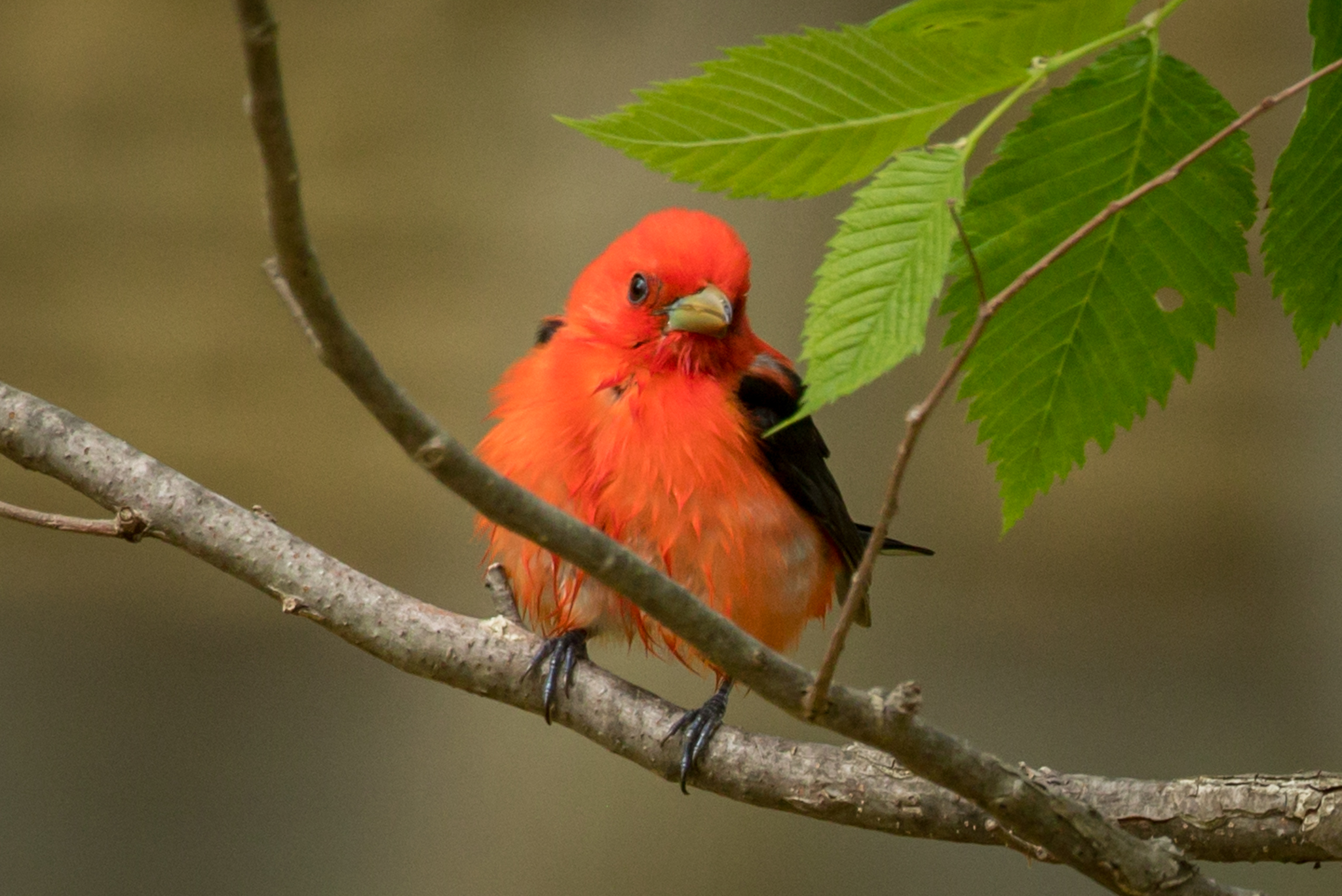 Now That’s Red | Great Bird Pics