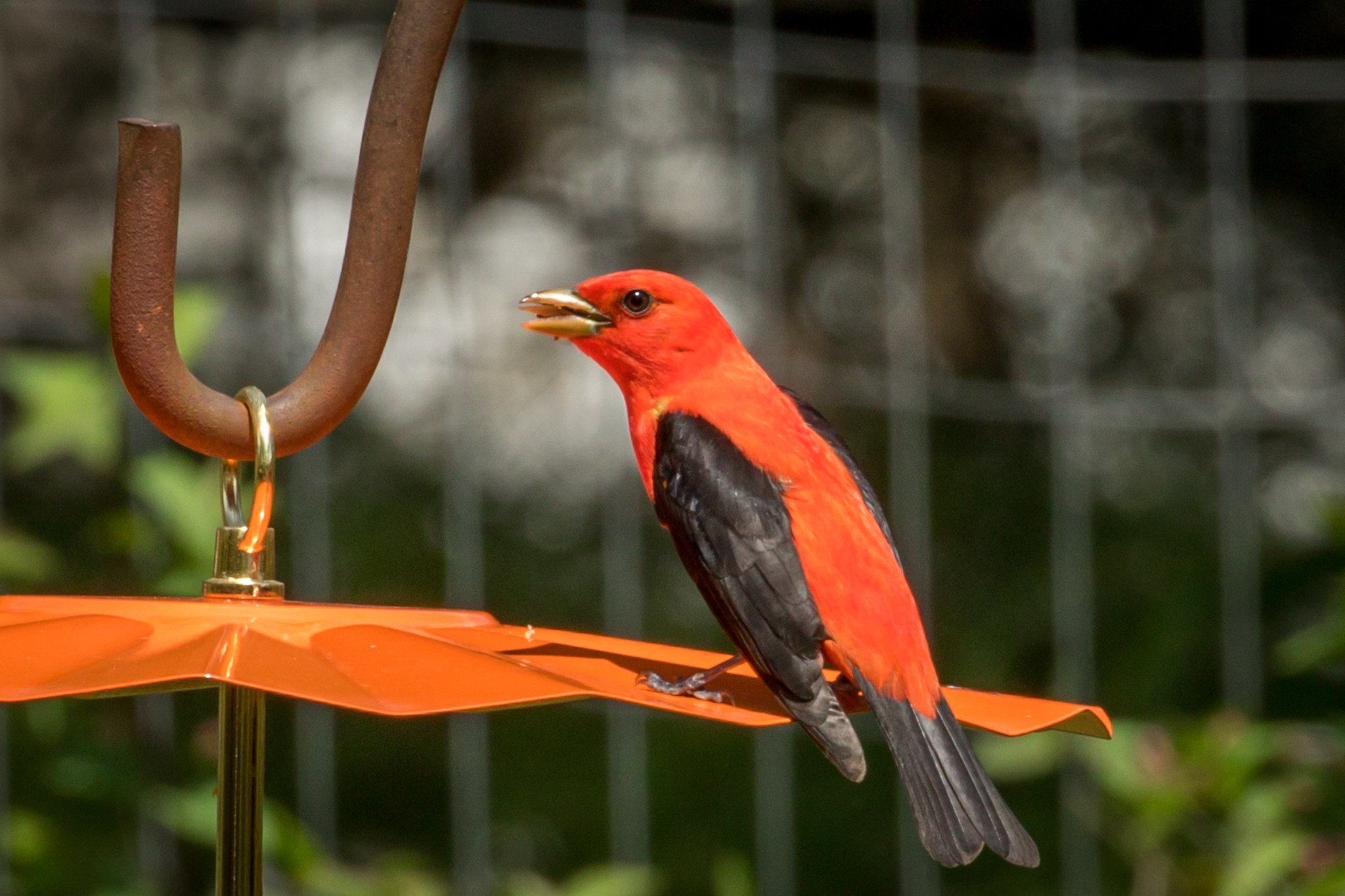 Frankly Scarlet… | Great Bird Pics