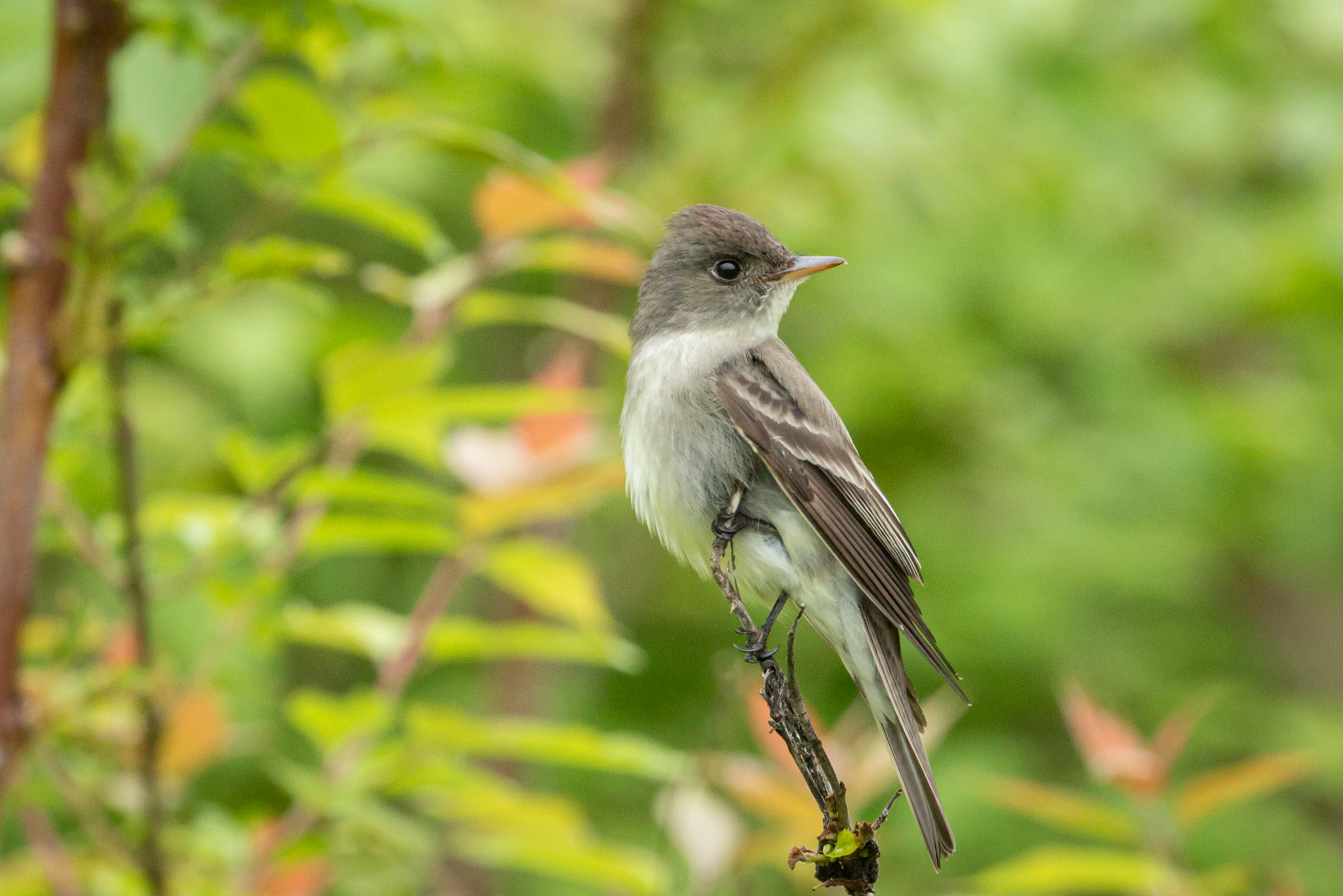 Peaked Head | Great Bird Pics