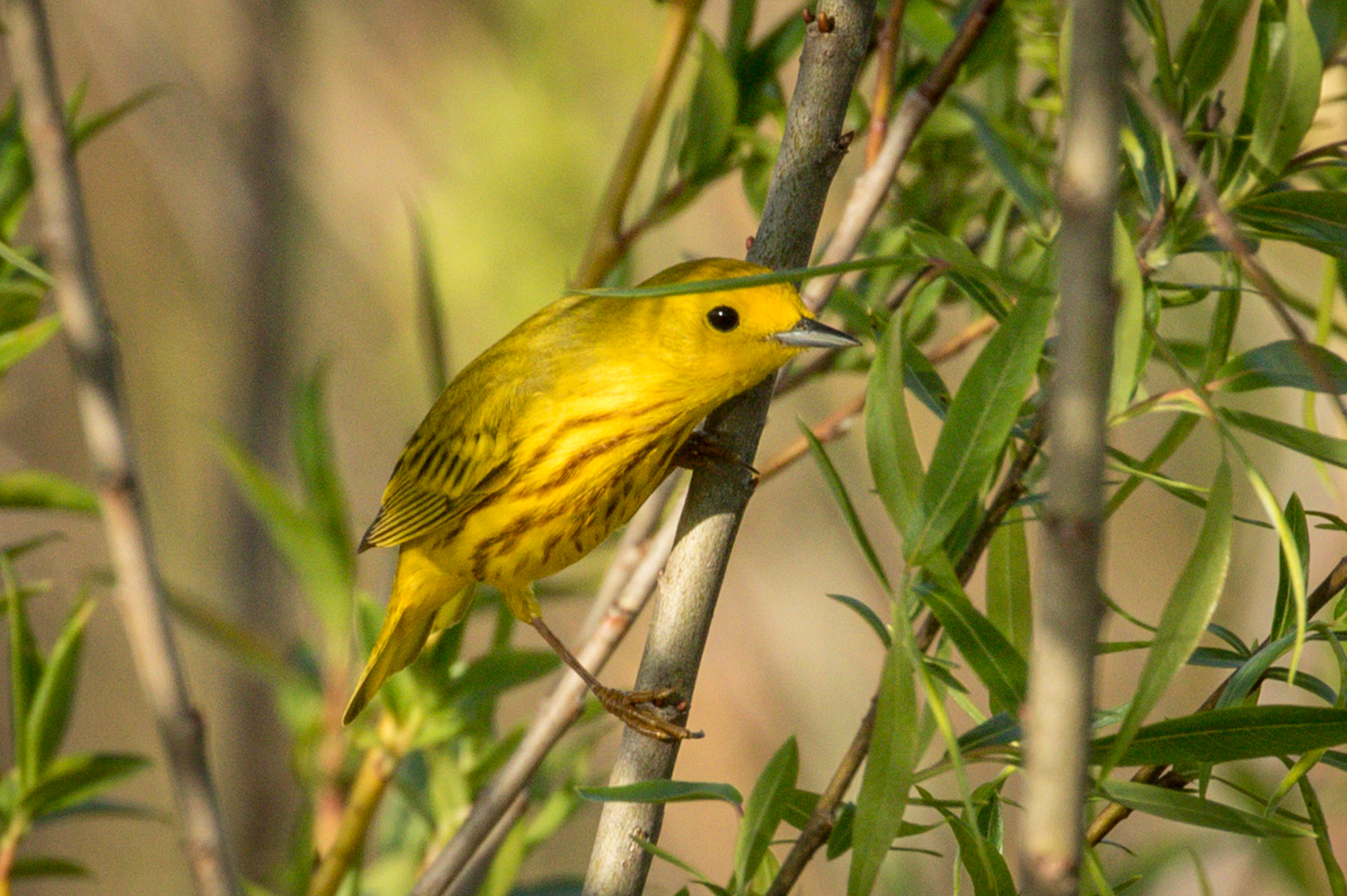 Peeking Through | Great Bird Pics