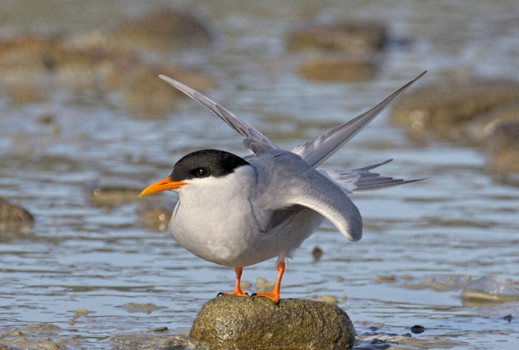 Black-fronted Tern | Great Bird Pics
