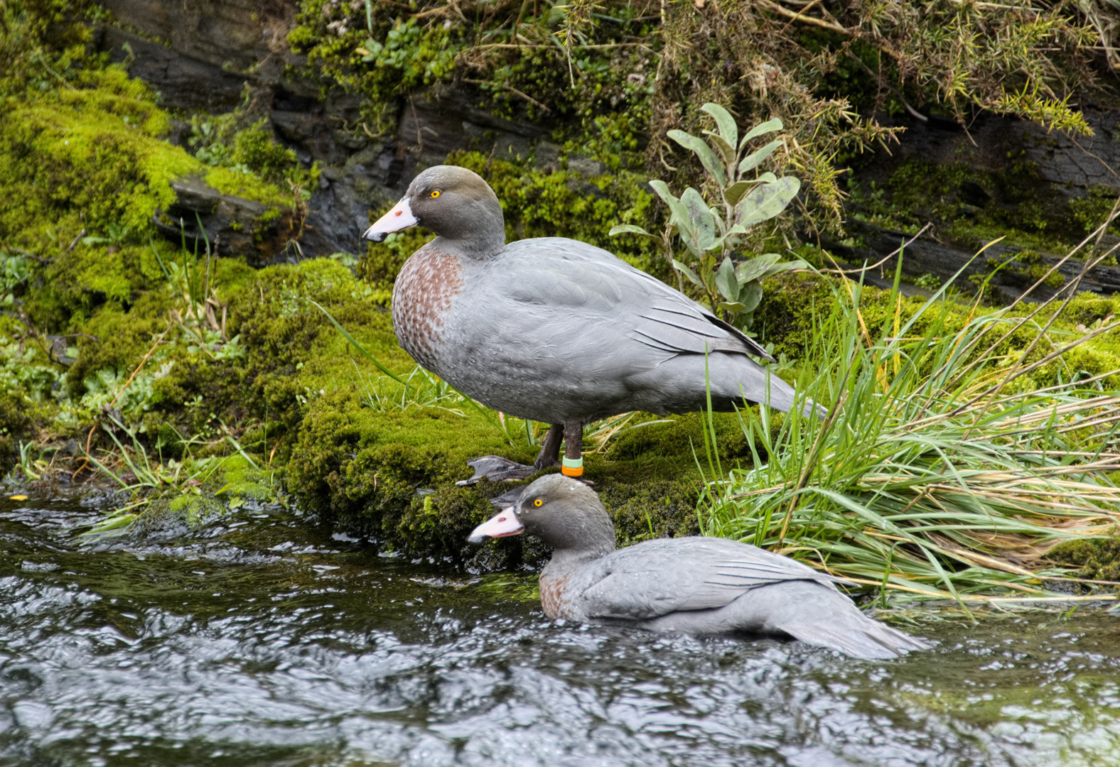 Blue Duck or Whio | Great Bird Pics