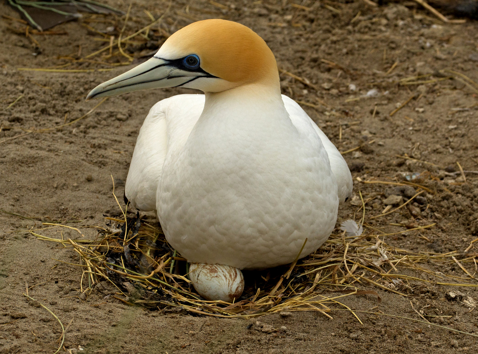 Australasian Gannet | Great Bird Pics
