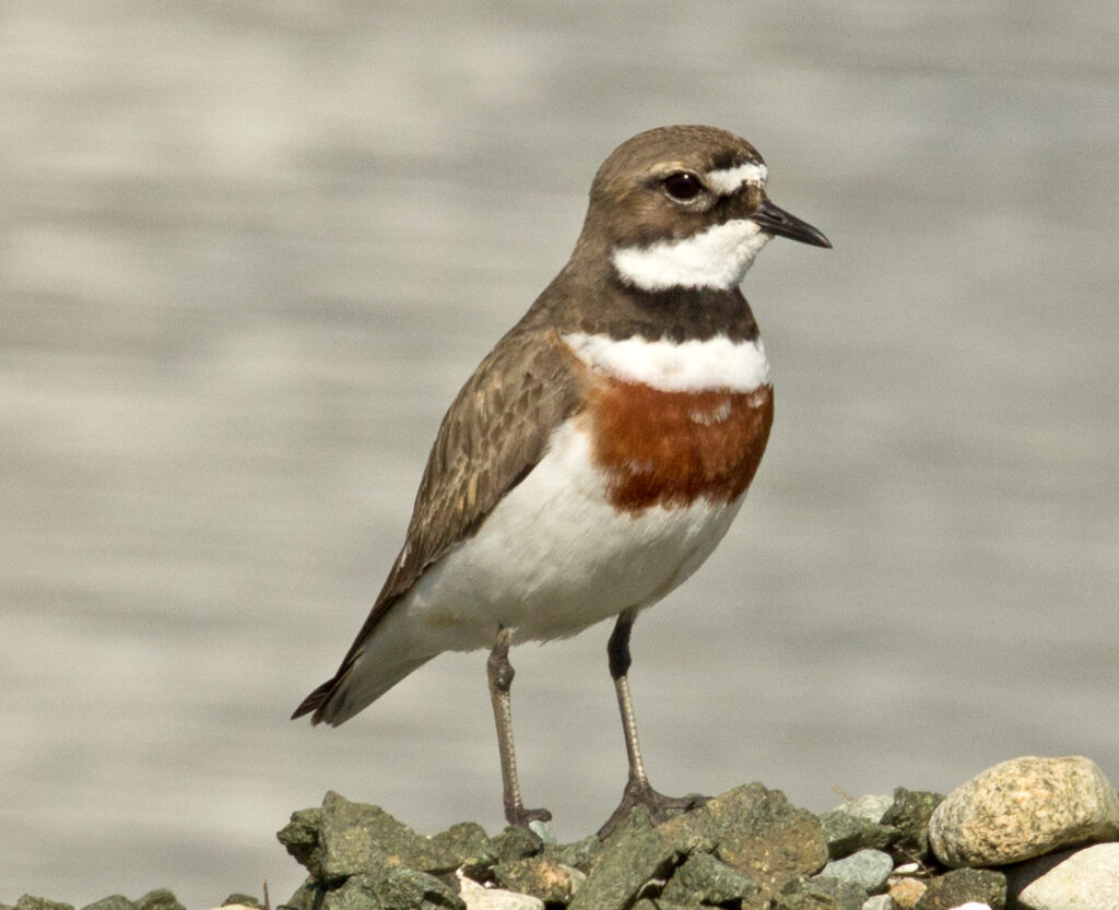 Banded Dotterel | Great Bird Pics