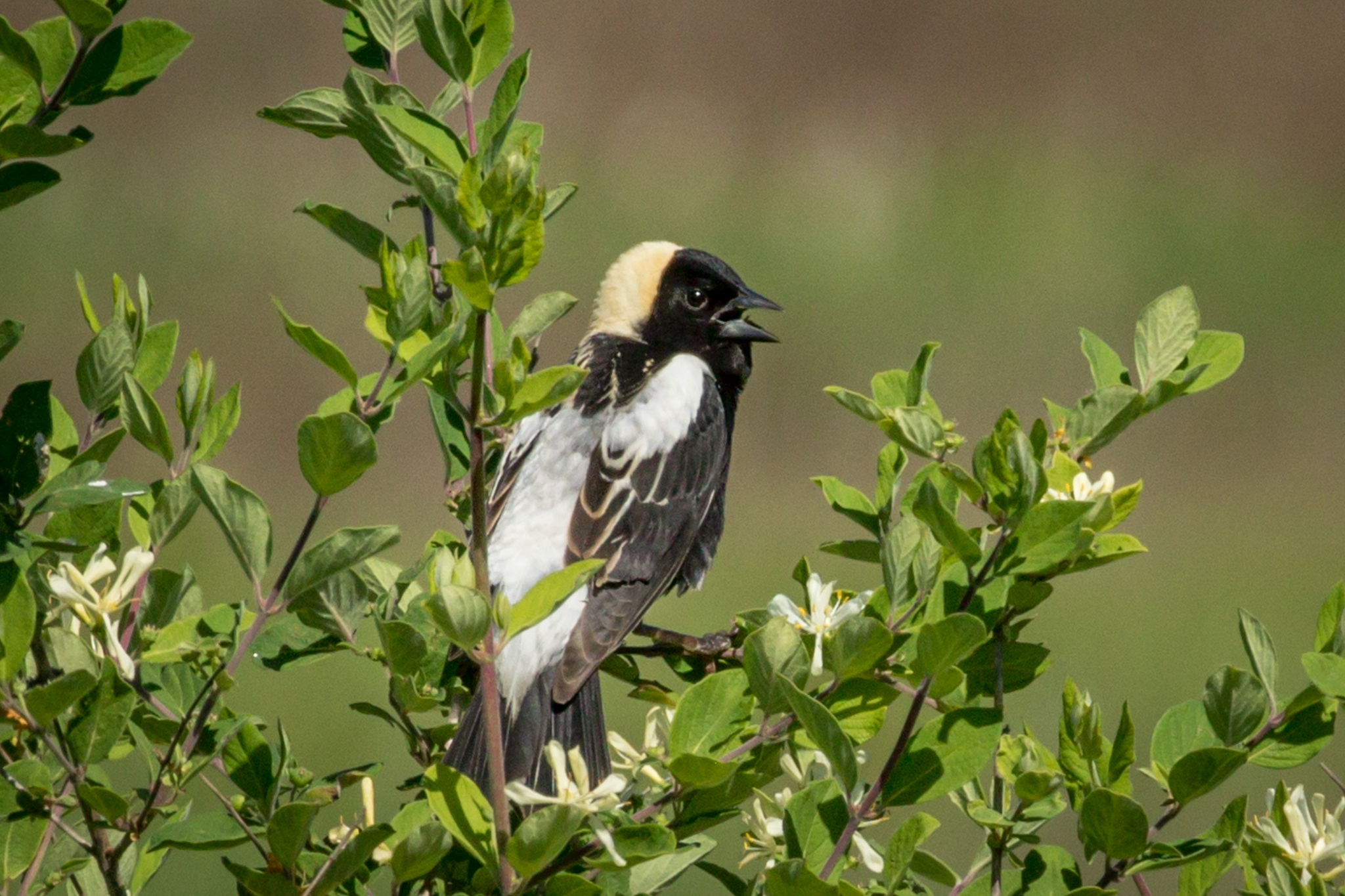 Bob’s Calling | Great Bird Pics