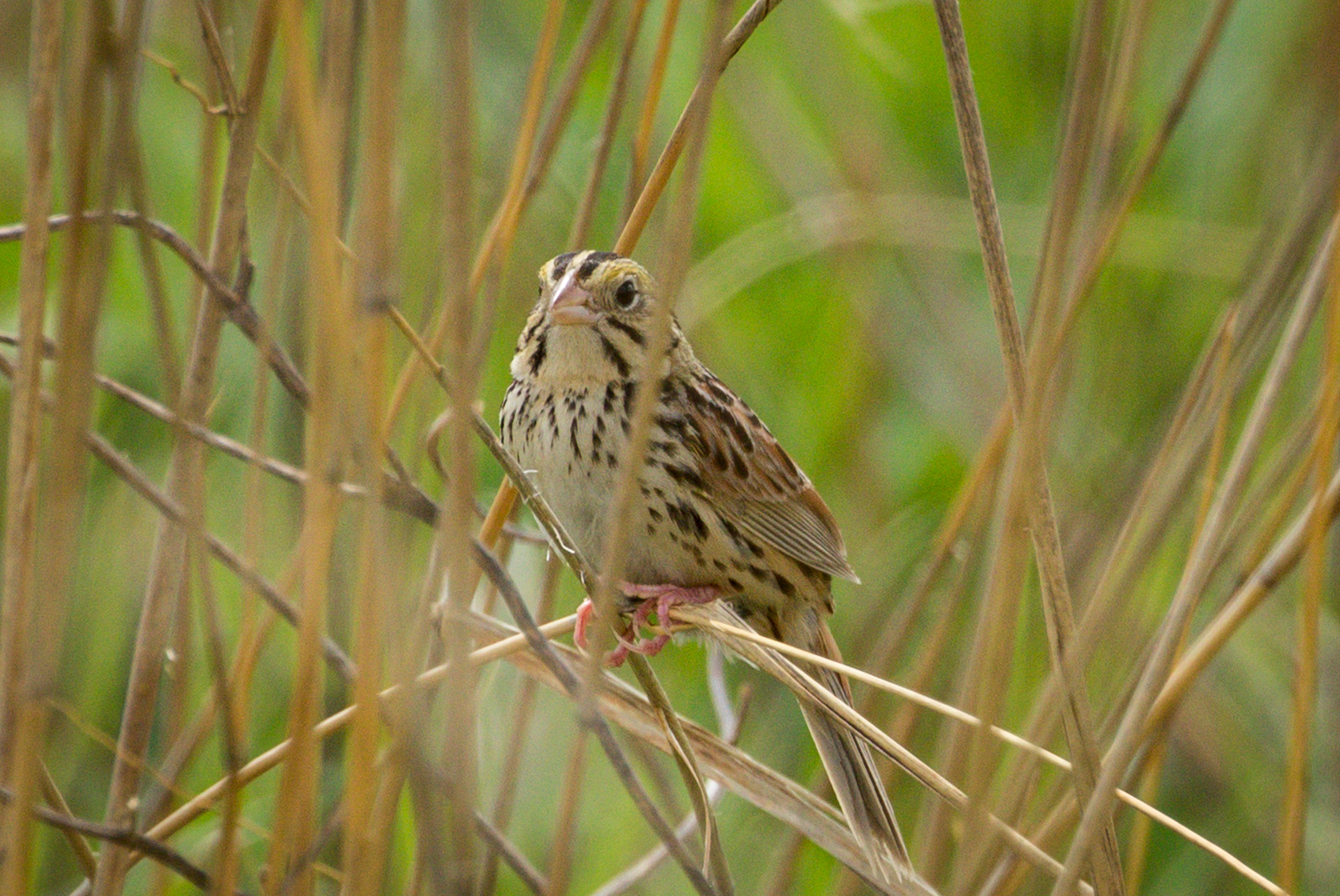 Picking out the Bird Through the Grass | Great Bird Pics