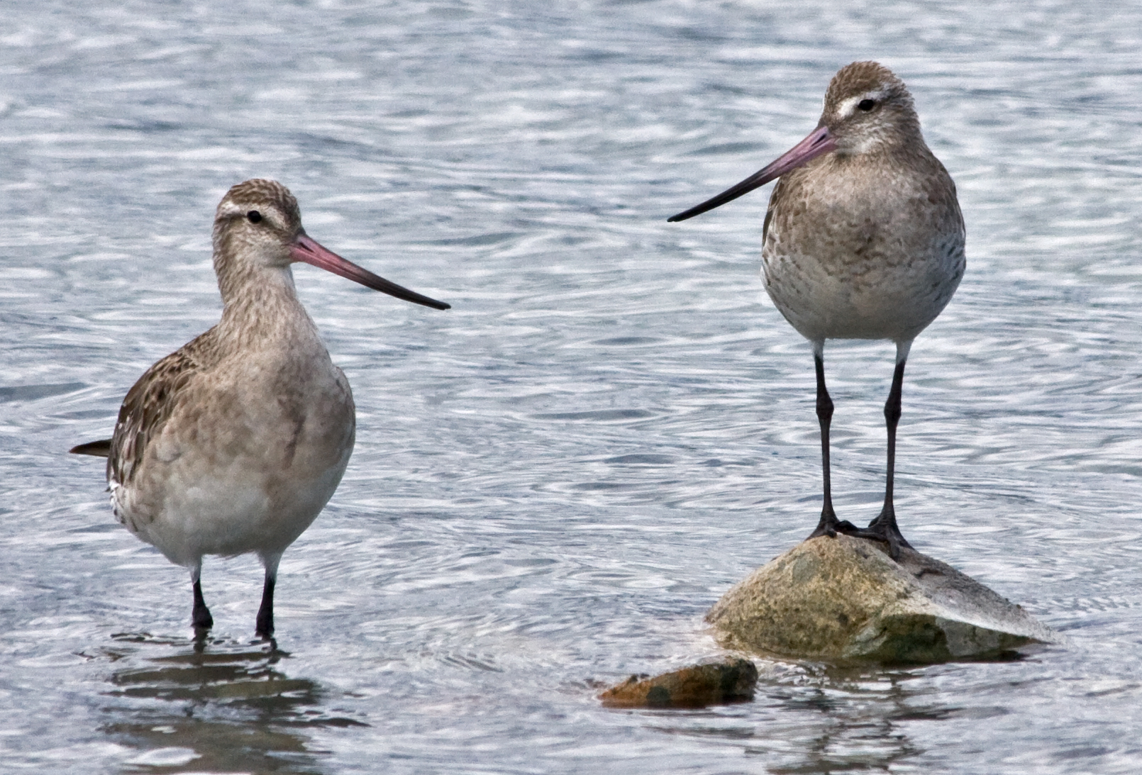 Bar-tailed Godwits | Great Bird Pics