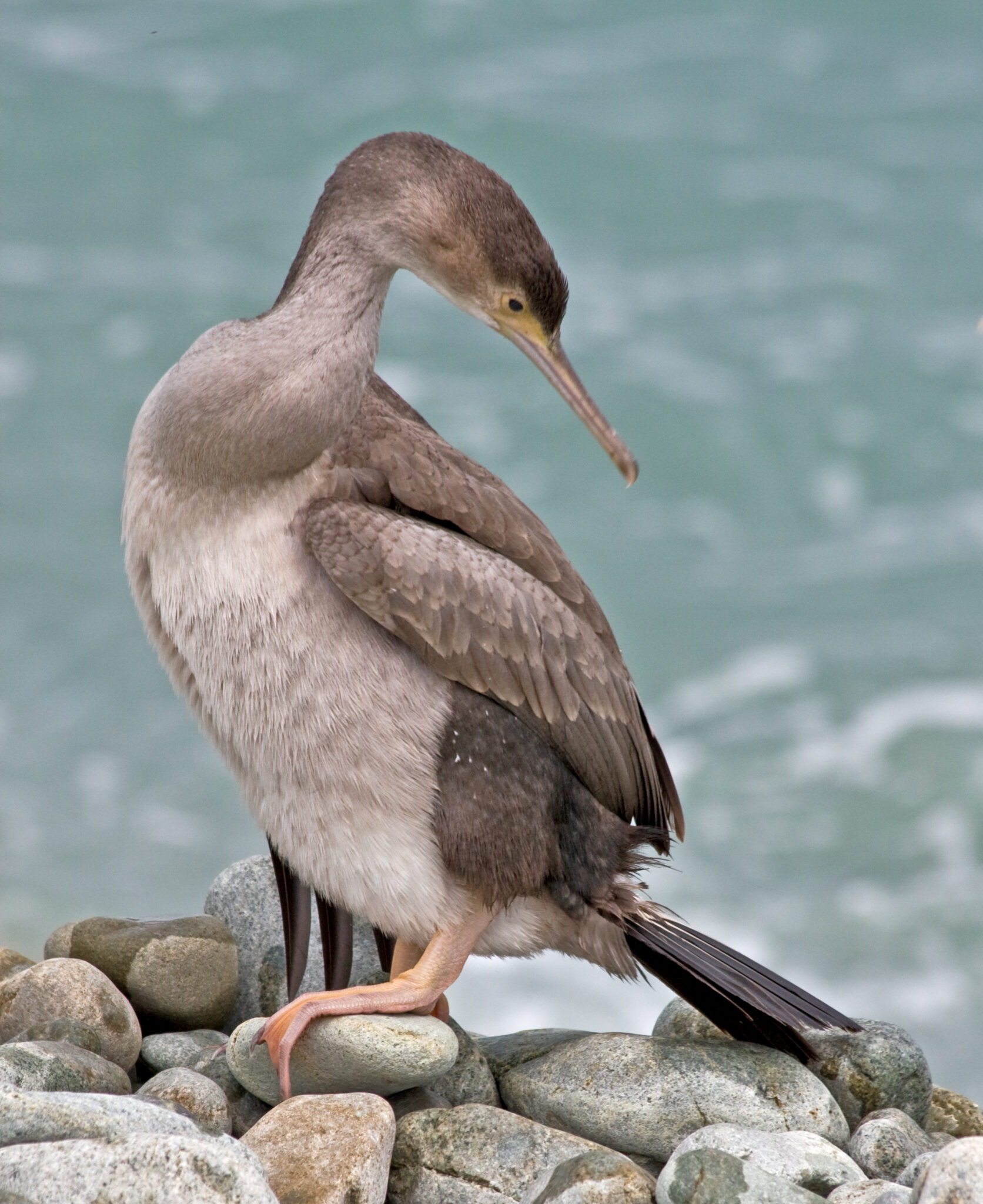 Juvenile Spotted Shag | Great Bird Pics