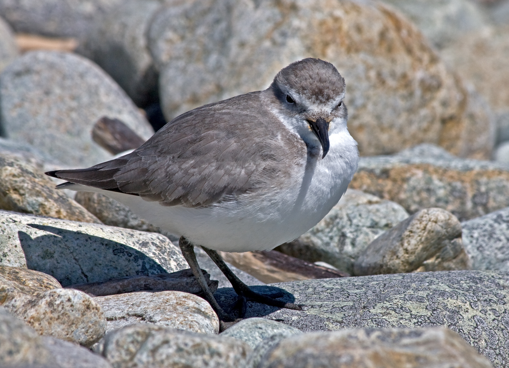 Wrybill | Great Bird Pics