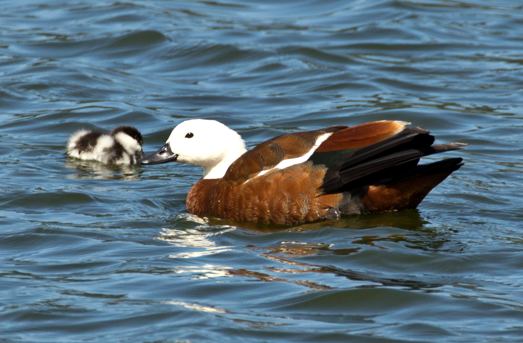 Paradise Shelduck with Duckling | Great Bird Pics