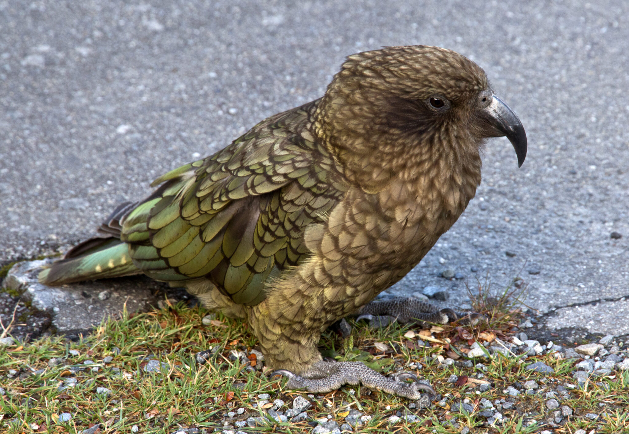 Kea NZ Alpine Parrot | Great Bird Pics
