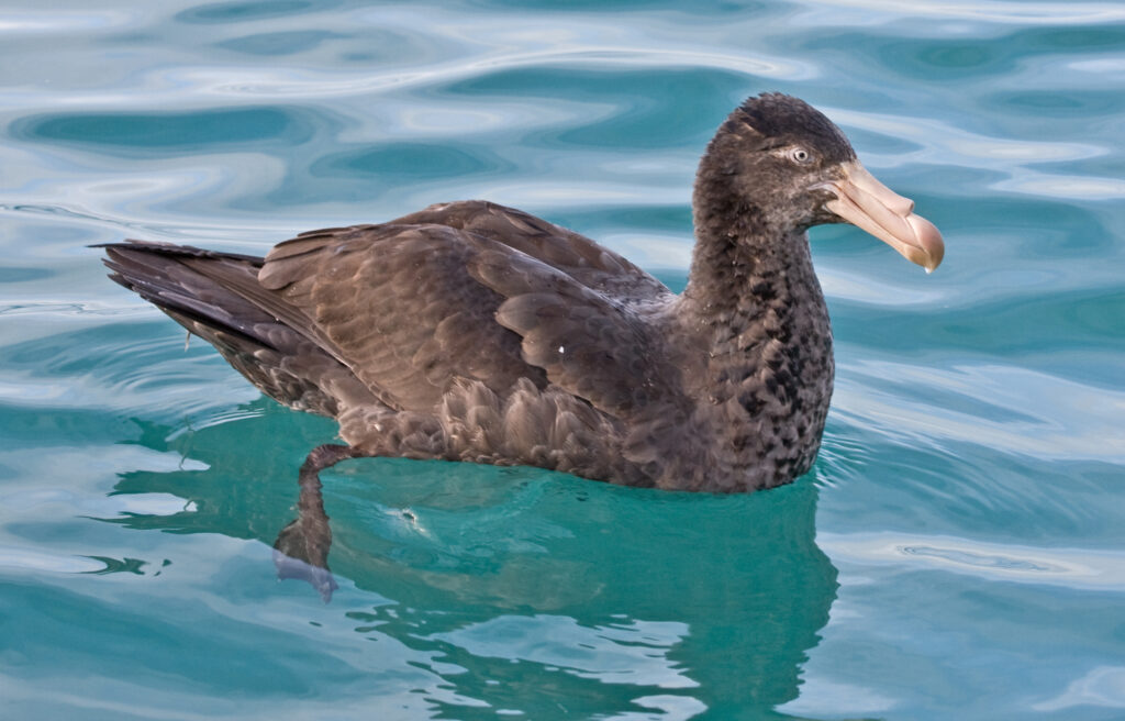 Northern Giant Petrel | Great Bird Pics