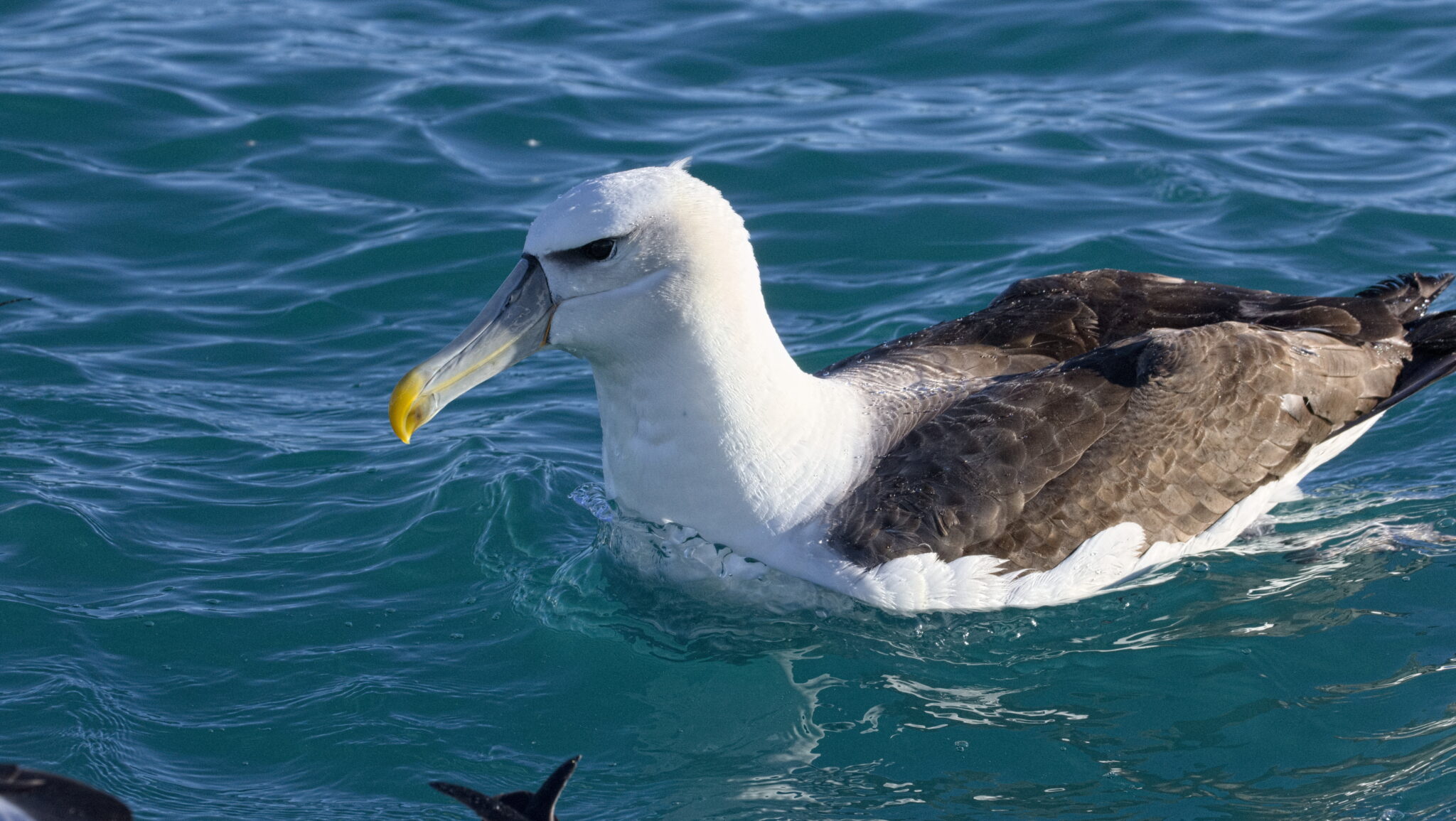 White-capped Albatross | Great Bird Pics