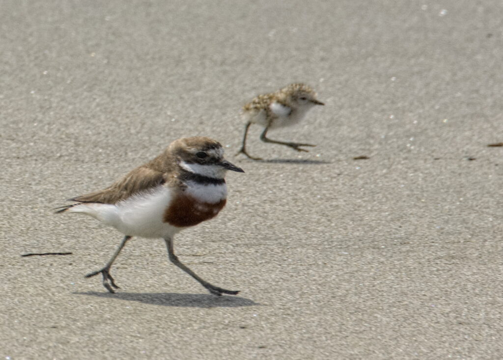 Banded Dotterel with Chick | Great Bird Pics