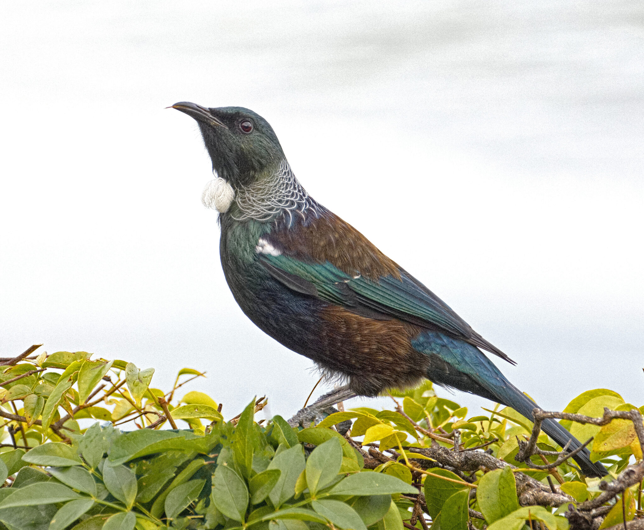 Tui | Great Bird Pics