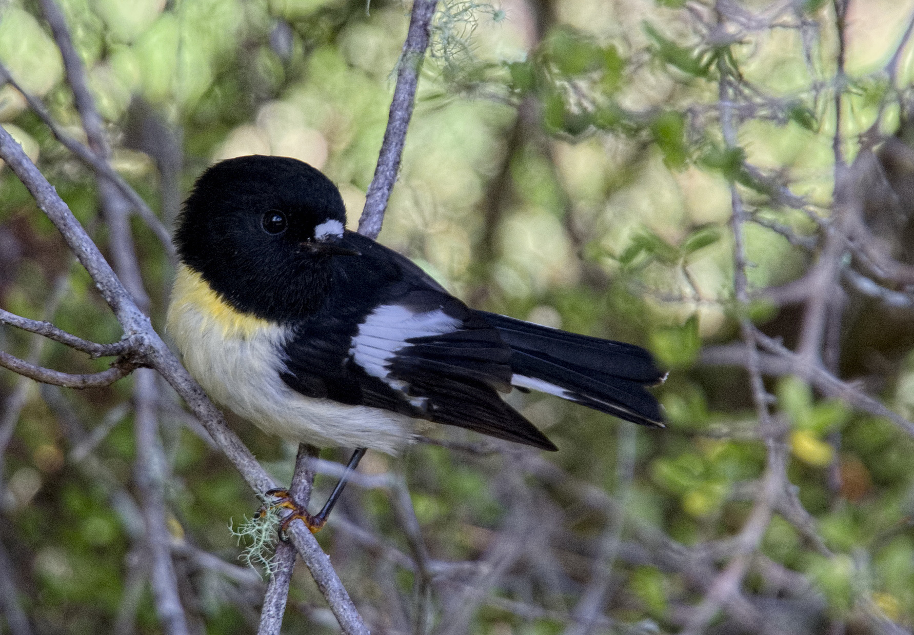 Tomtit | Great Bird Pics