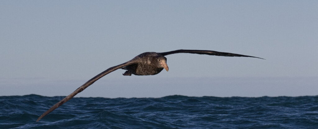 Northern Giant Petrel | Great Bird Pics