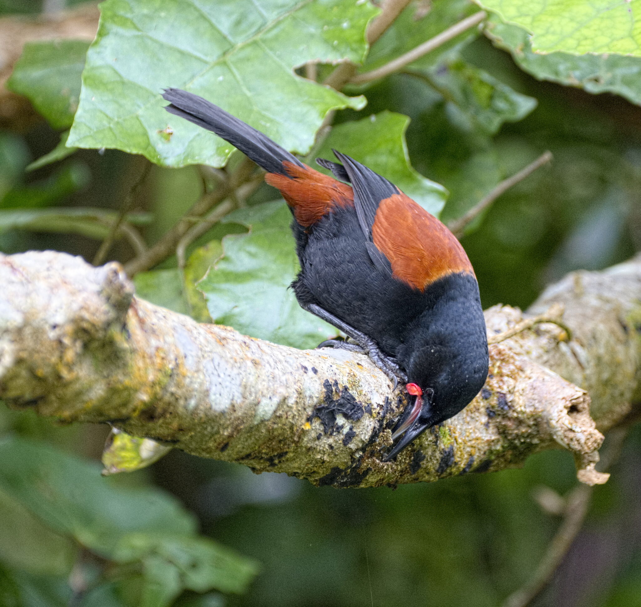 North Island Saddleback | Great Bird Pics