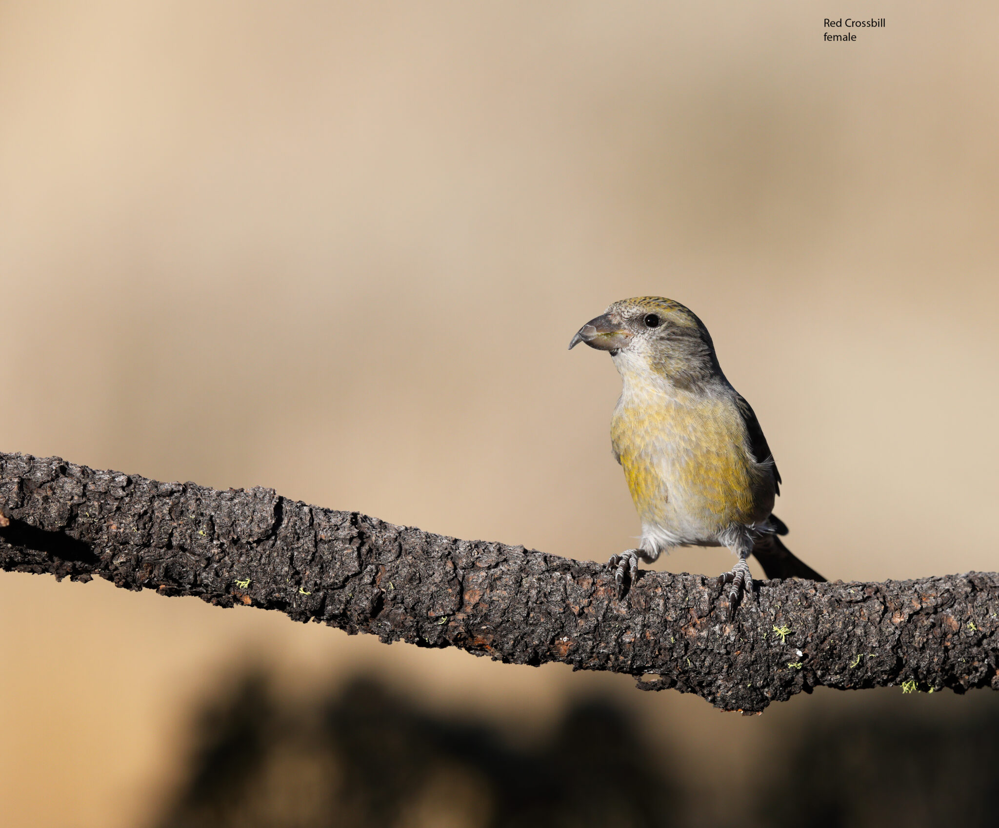 Female Red Crossbill | Great Bird Pics