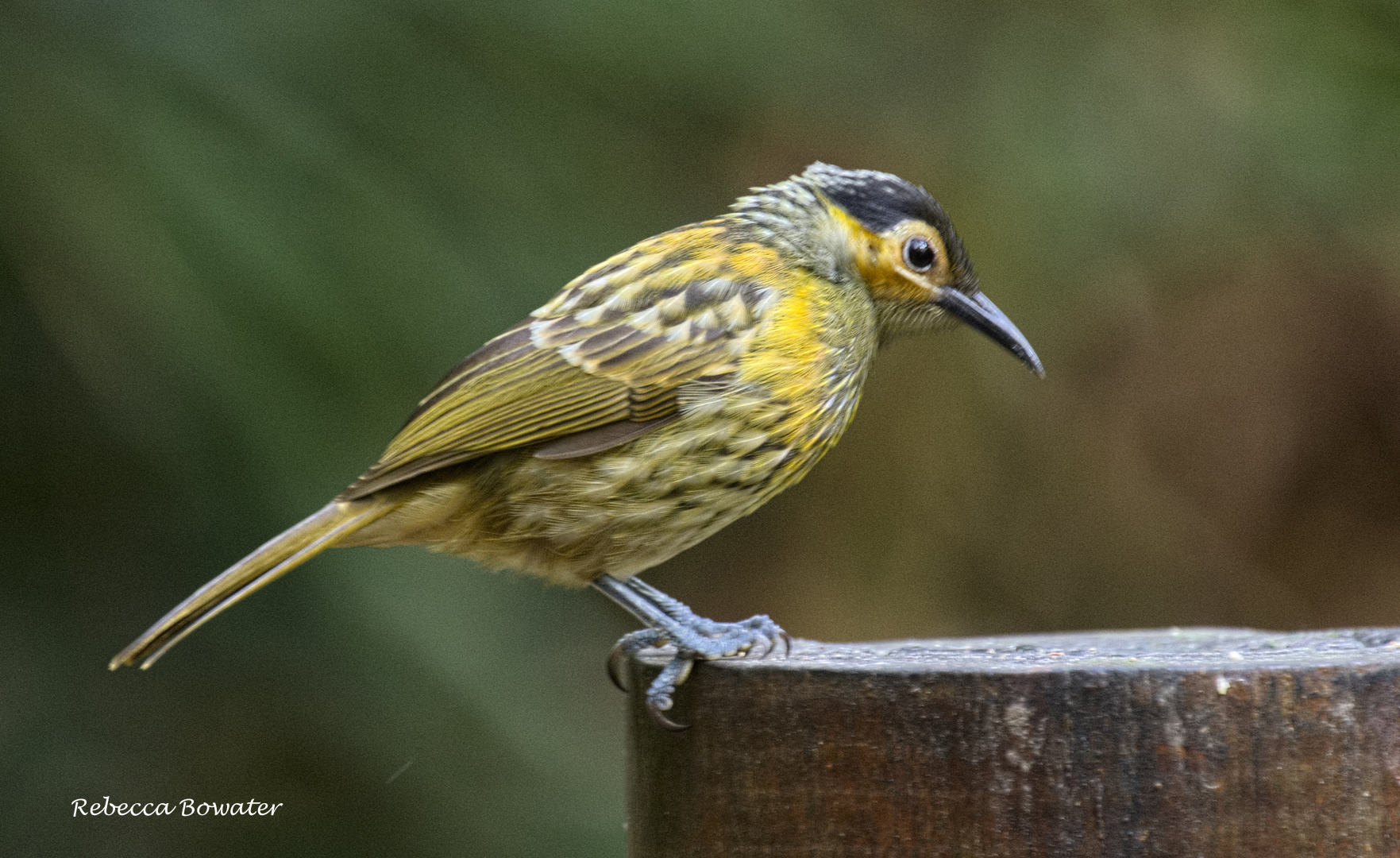 Macleay’s Honeyeater | Great Bird Pics