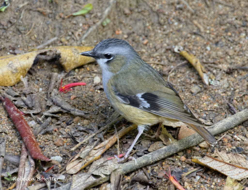 Grey-headed Robin | Great Bird Pics