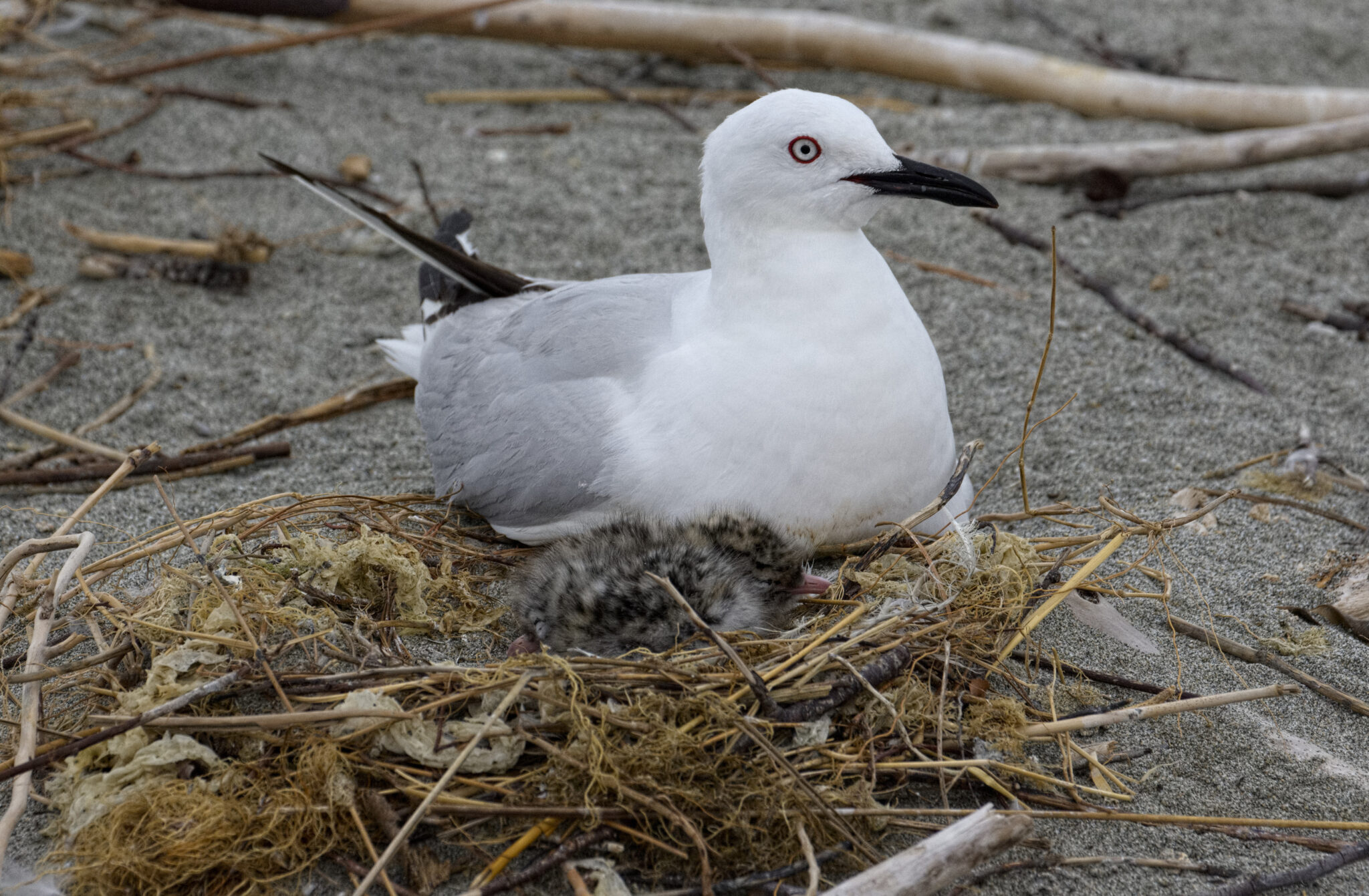 Black-billed Gull or Tarapuka | Great Bird Pics