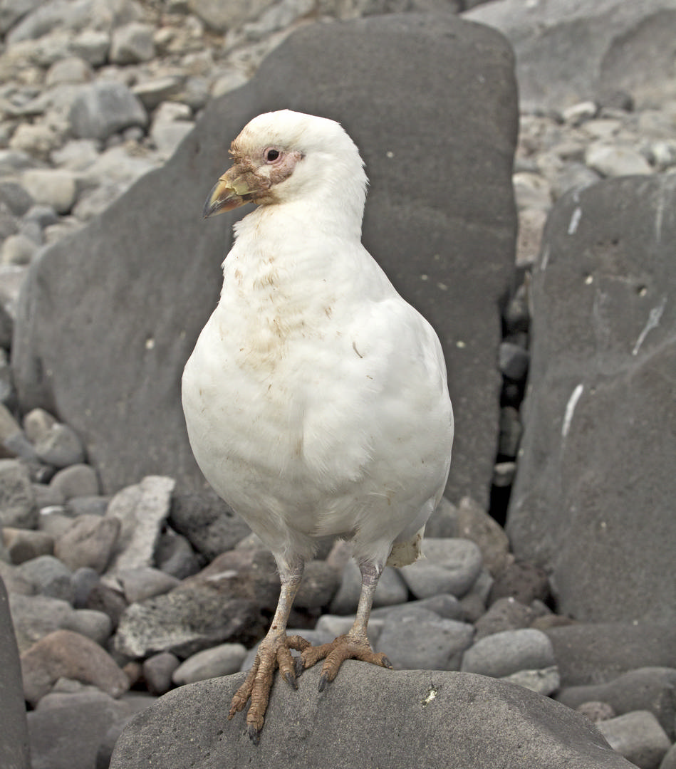 Snowy Sheathbill | Great Bird Pics