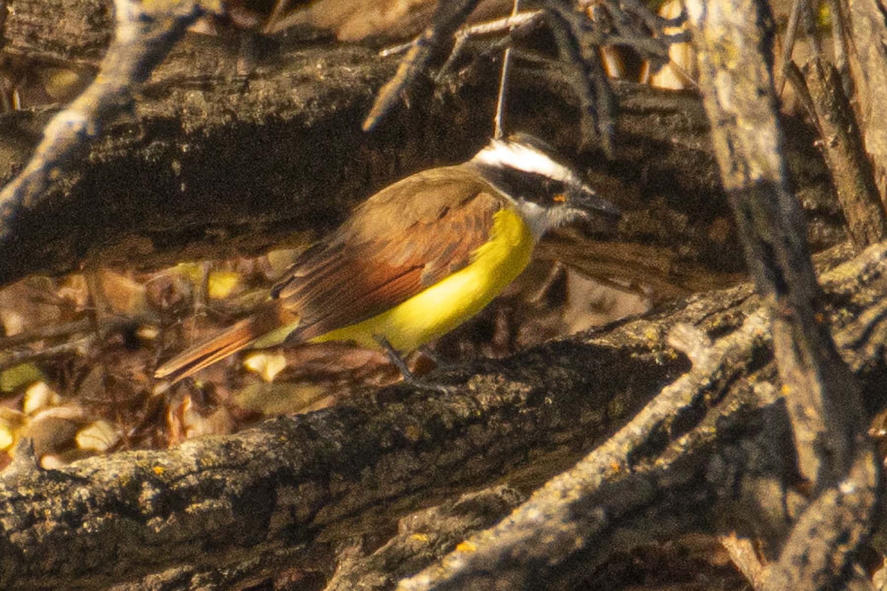 Great KIskadee | Great Bird Pics