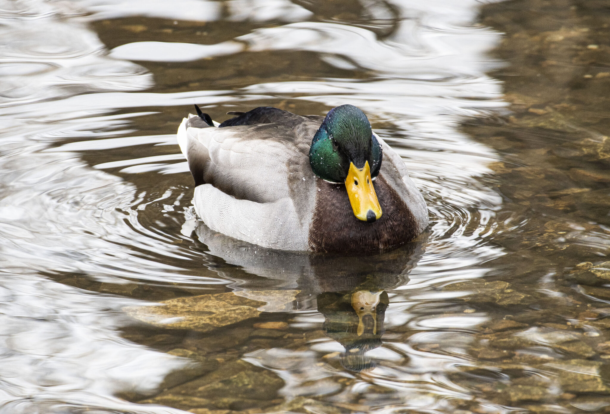 Mallard male | Great Bird Pics