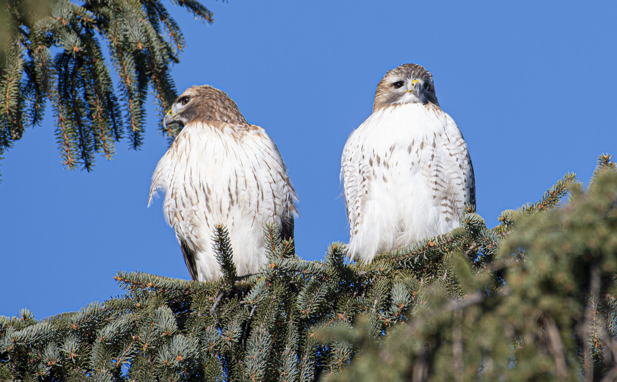 Red Tail Hawk pair in a conifer in the sun on a cold day. | Great Bird Pics