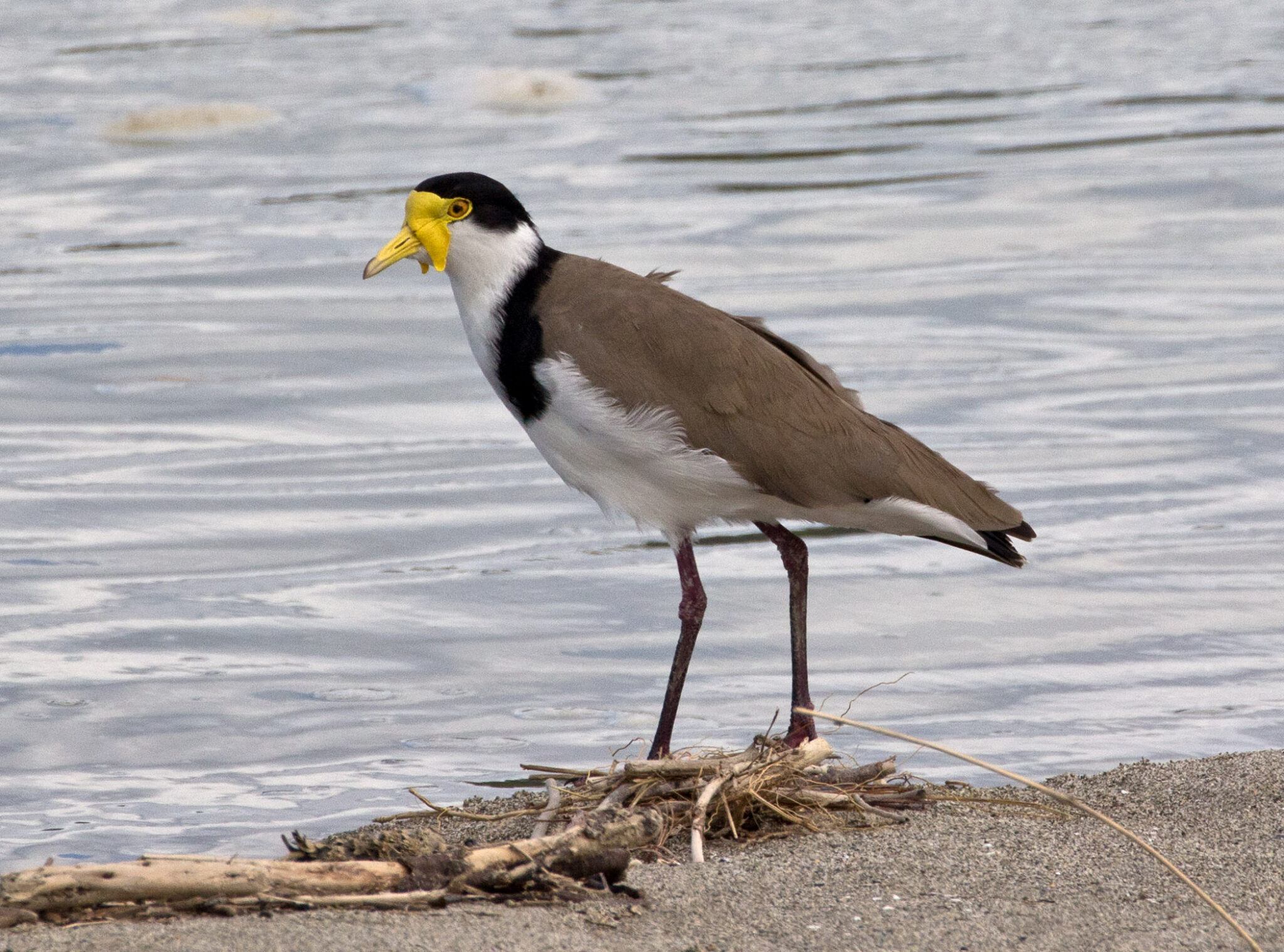 Spur-winged Plover | Great Bird Pics