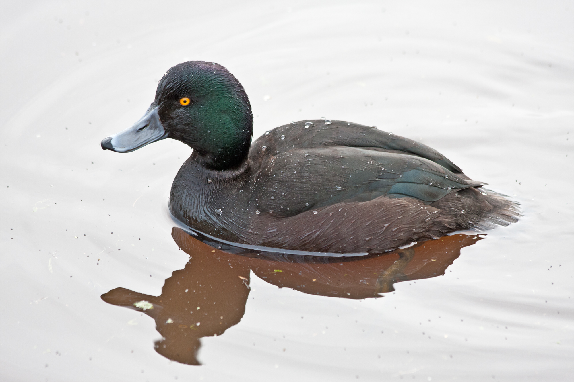 New Zealand Scaup | Great Bird Pics