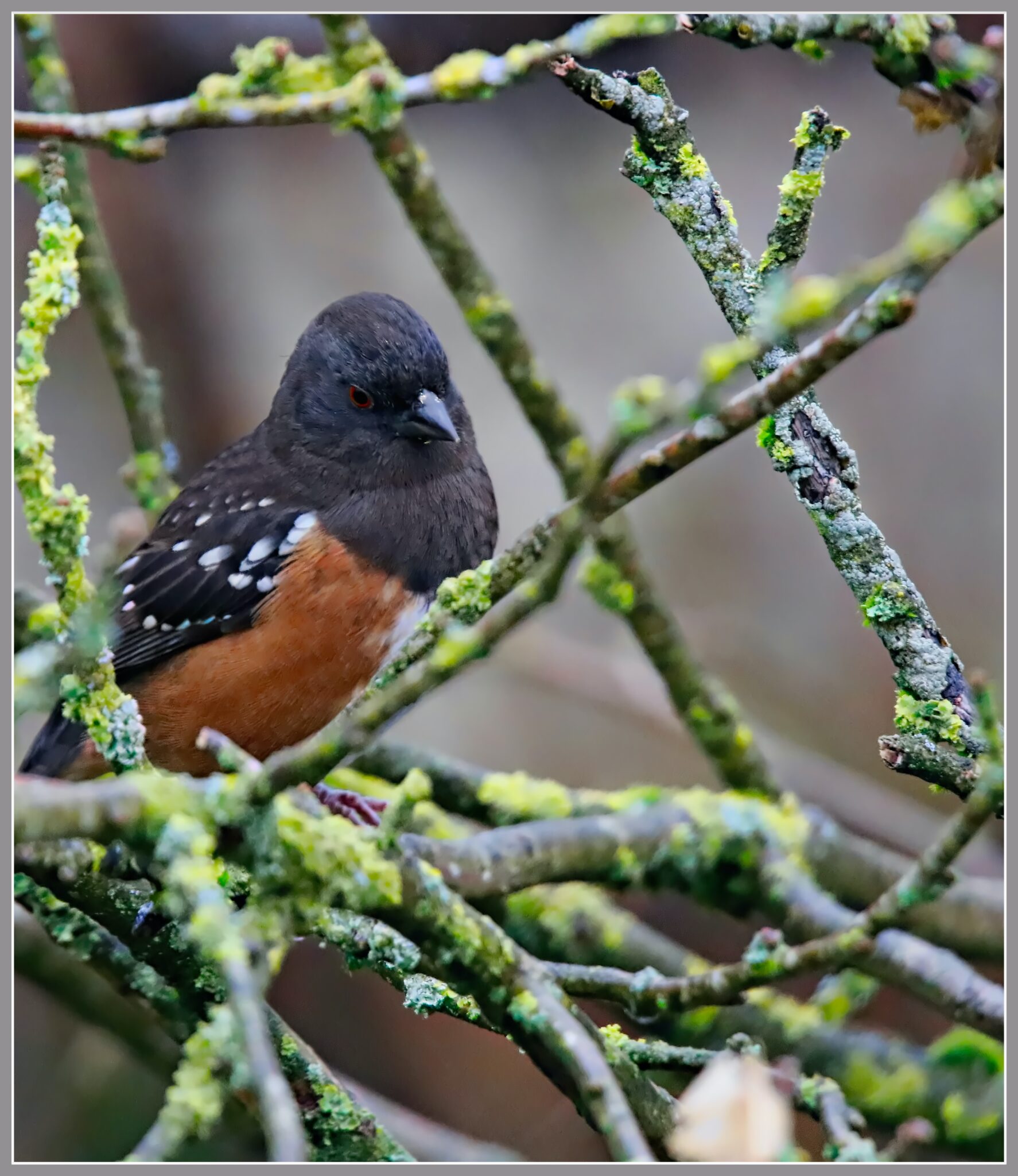 In the Tangle | Great Bird Pics